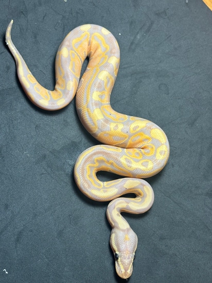 Banana Mahogany Het Tri Stripe Ball Python by Danner Constrictors
