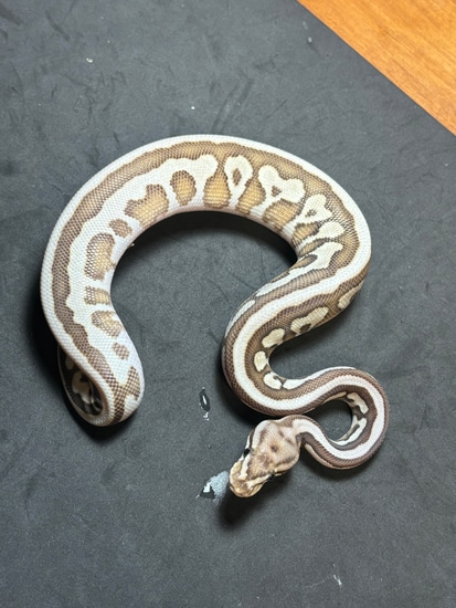 Lesser Leopard Spotnose Het Monarch Ball Python by Danner Constrictors