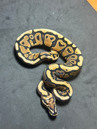 Spotnose Het Clown Ball Python by Danner Constrictors