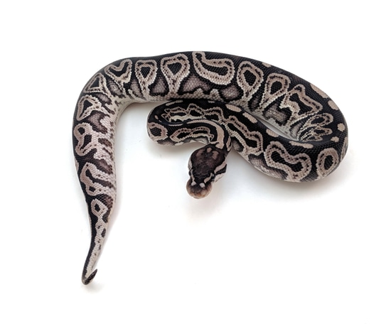 Red Axanthic Ball Python by Scaled Up Morphs