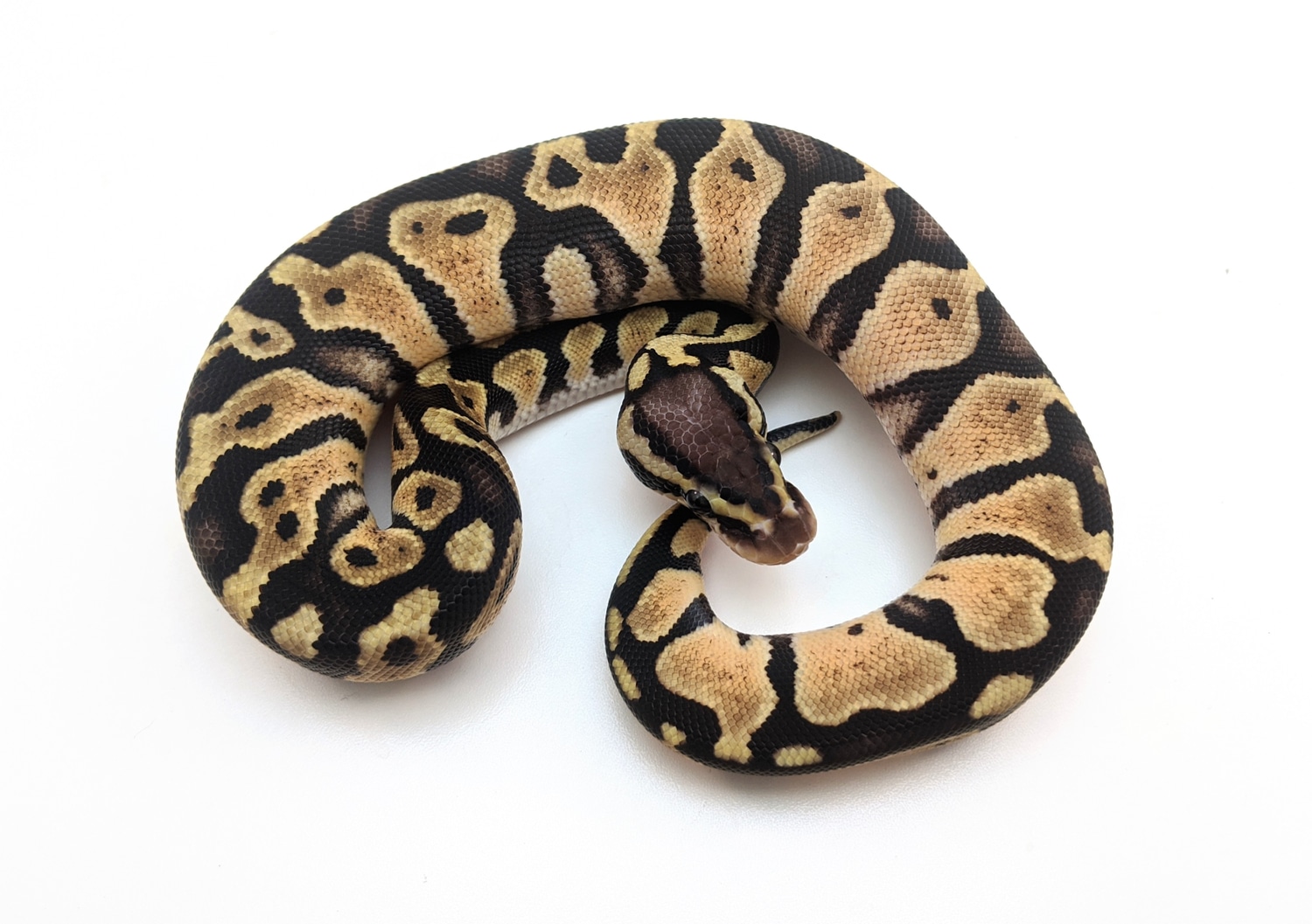 Pastel DH Lavender Albino Clown Ball Python by Scaled Up Morphs ...