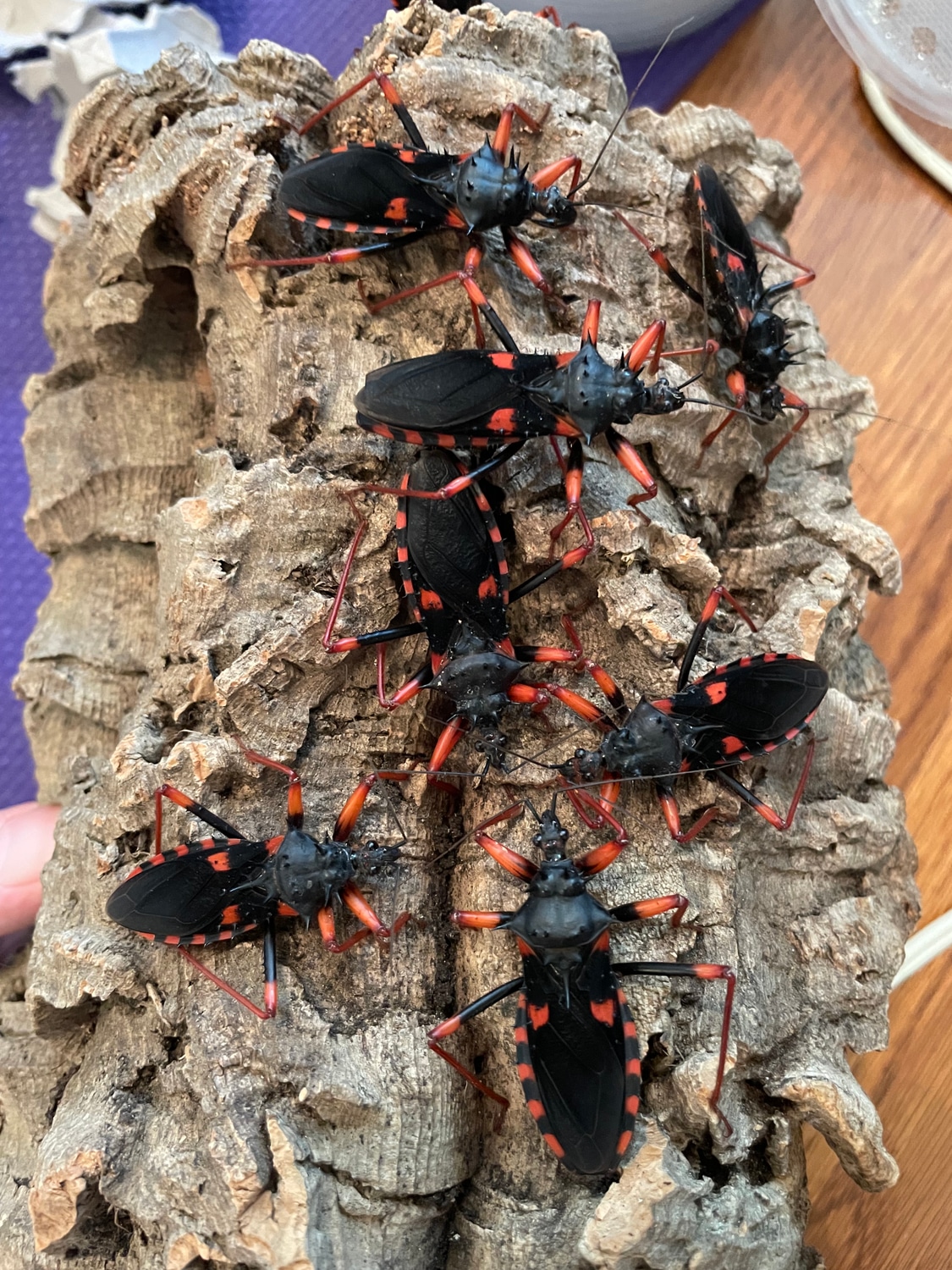 Horrid King Assassin Bug by Jernah's Exotics - MorphMarket