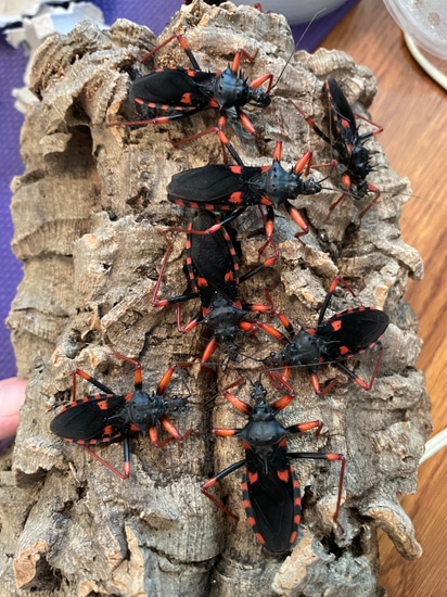 Horrid King Assassin Bug Nymphs by Jernah's Exotics