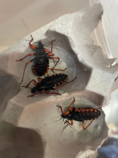 Horrid King Assassin Bug (Large Nymphs) by Jernah's Exotics