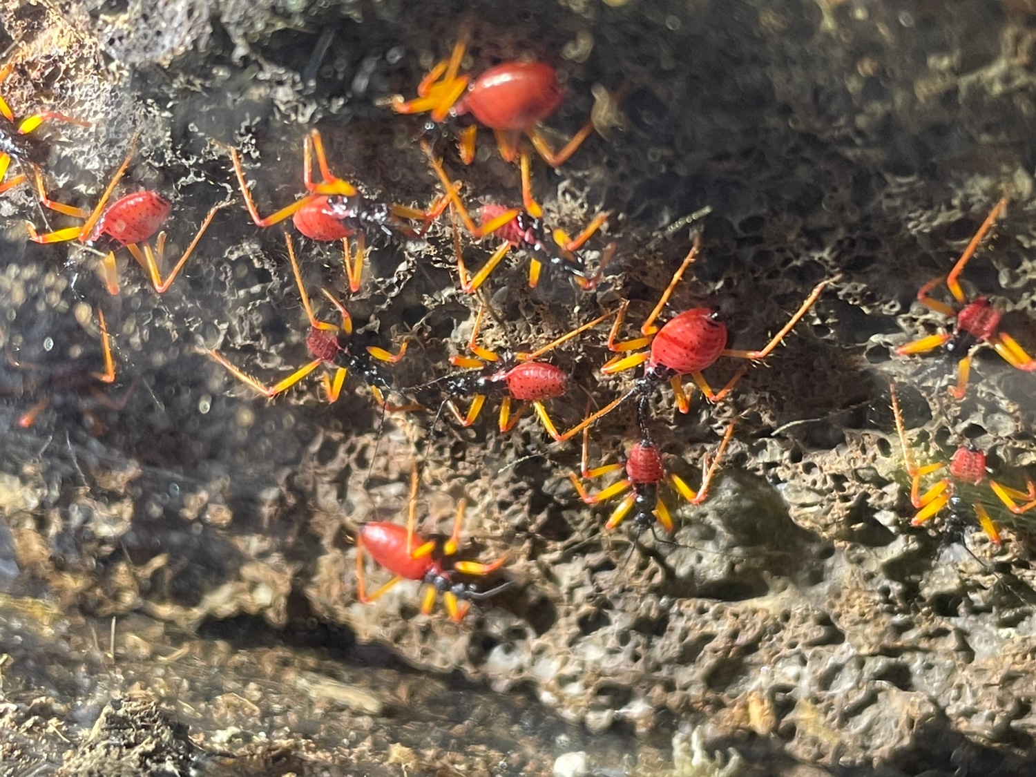 Horrid King Assassin Bug Nymphs by Jernah's Exotics - MorphMarket