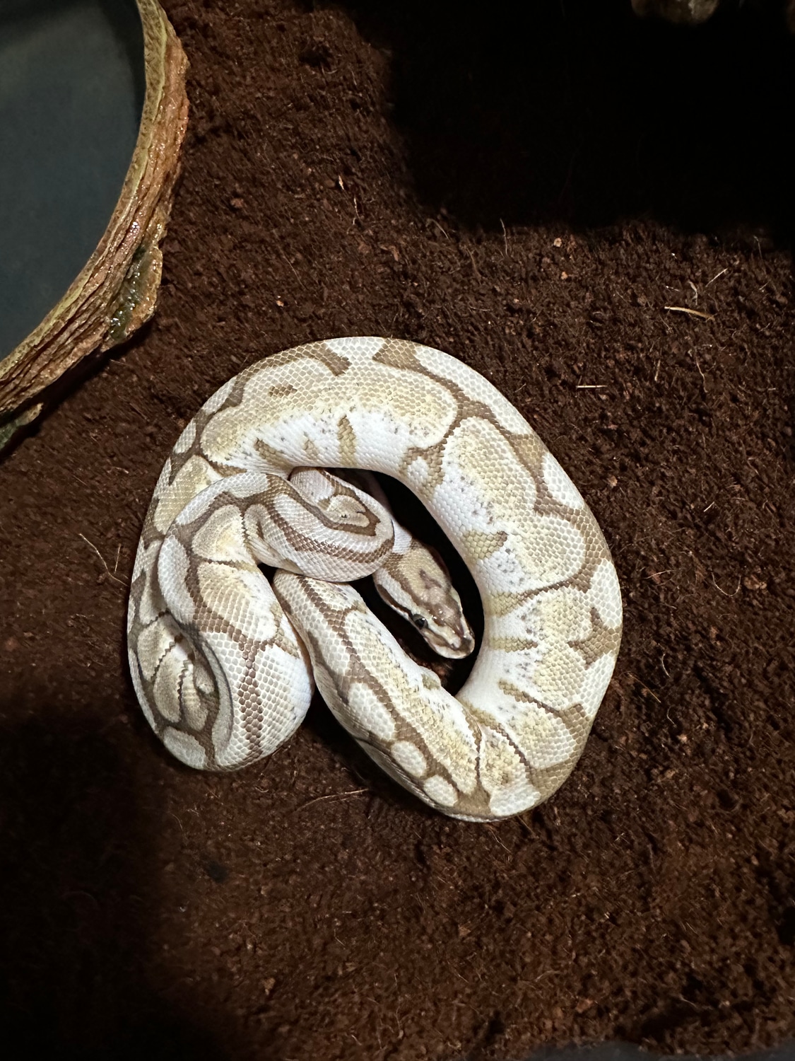 Butter Bee Ball Python by South Side Exotics - MorphMarket