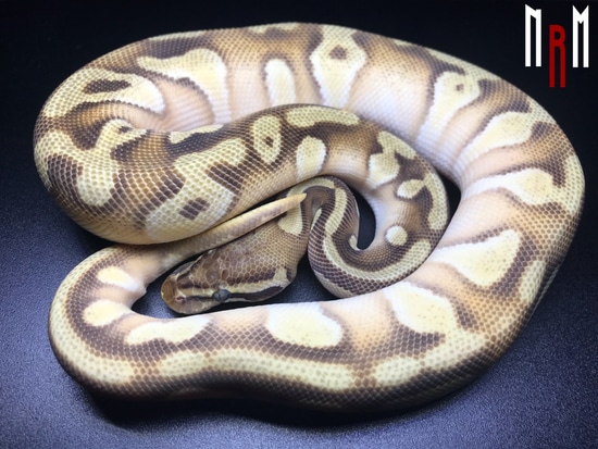 Orange Dream Enchi Pastel Mojave Ball Python by Nucleus Royal Morphs