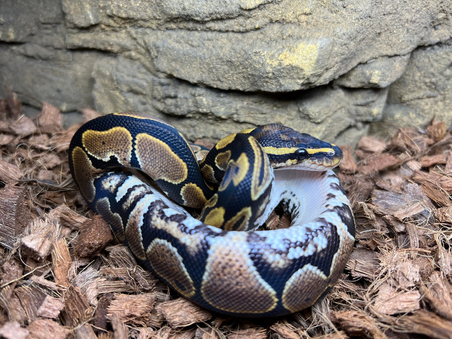 Lace Ball Python by Nucleus Royal Morphs - MorphMarket