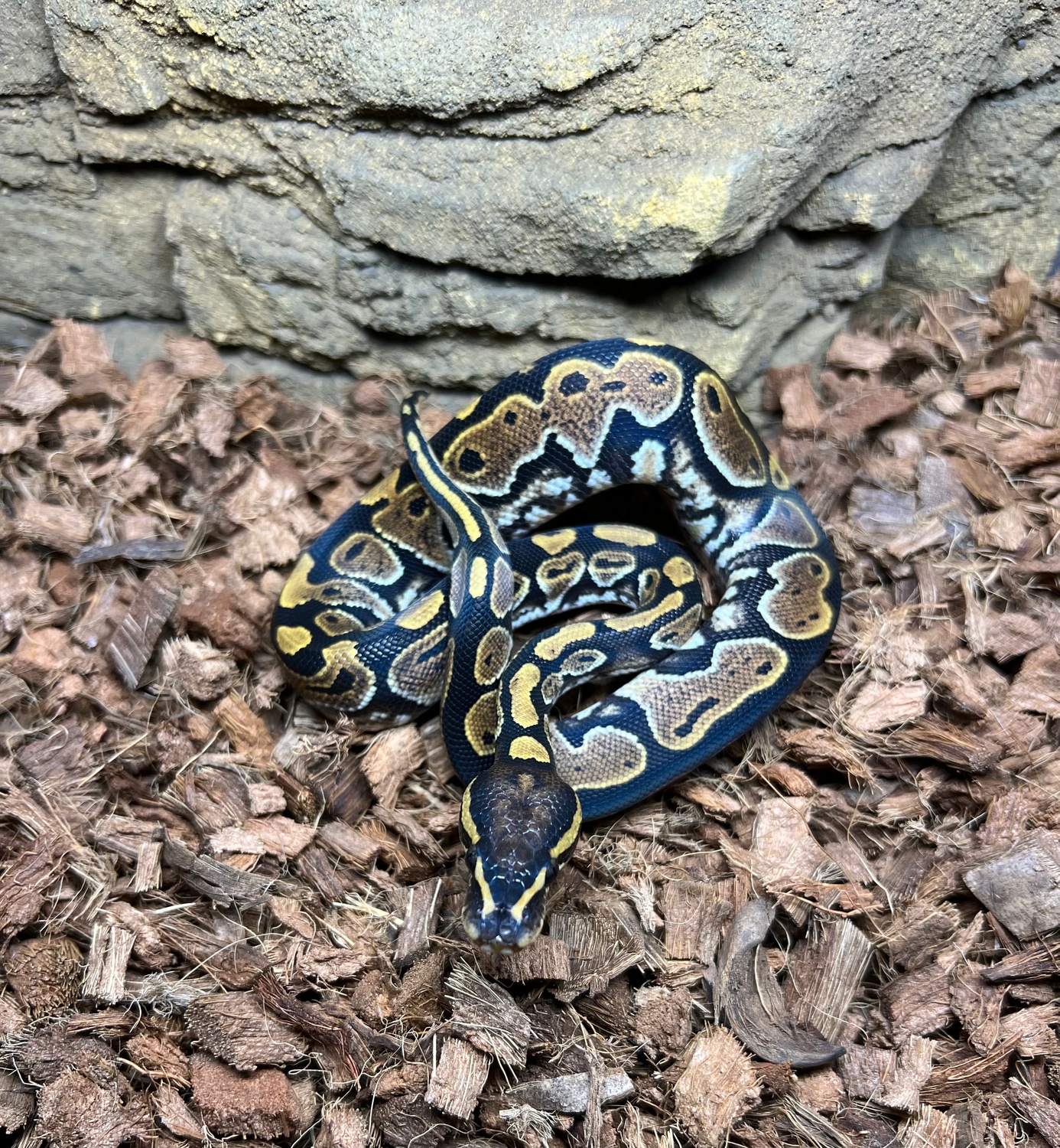 Lace Ball Python by Nucleus Royal Morphs - MorphMarket