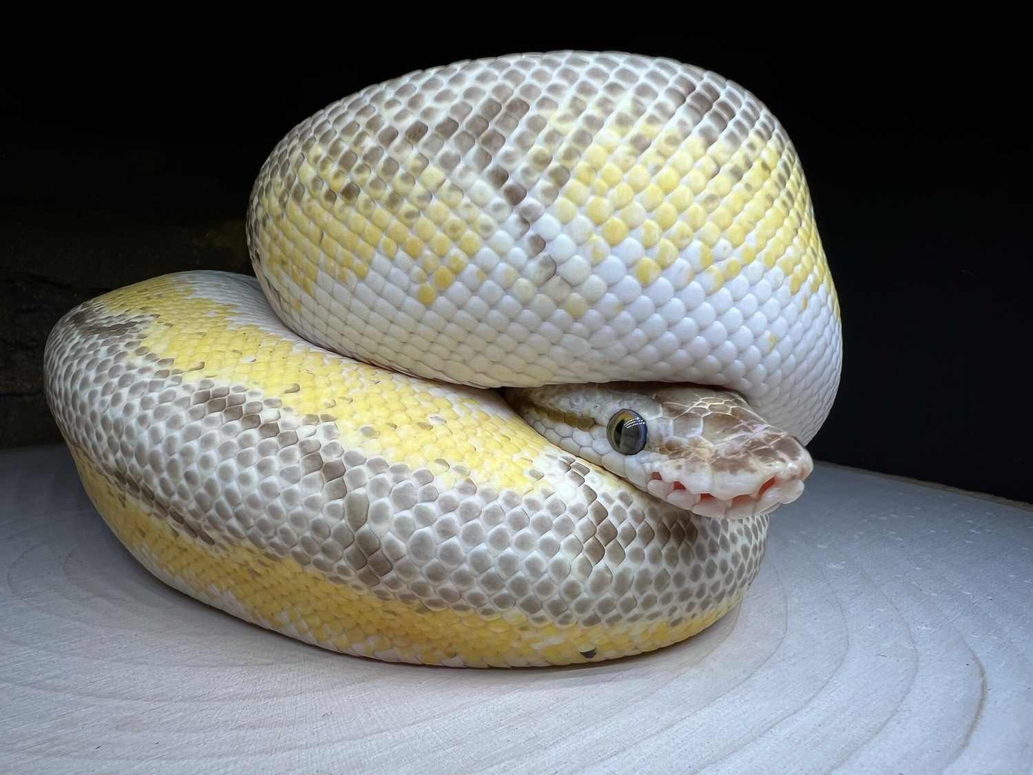 OD Pinstripe Spider Lesser Platinum Ball Python by Nucleus Royal Morphs ...
