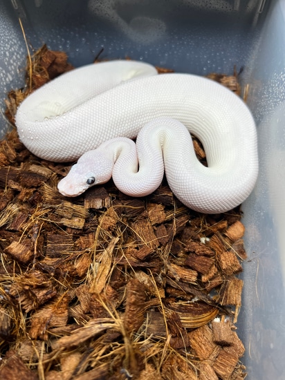 Blue Eyed Lucy Ball Python by Nucleus Royal Morphs