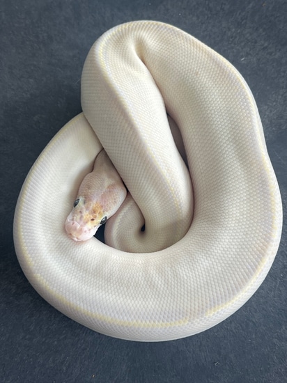 Ivory Het Piebald Ball Python by Luxury balls