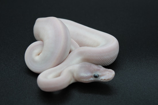 Mystic Russo Ball Python by Luxury balls