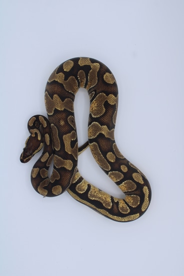 Enchi Ball Python by Luxury balls