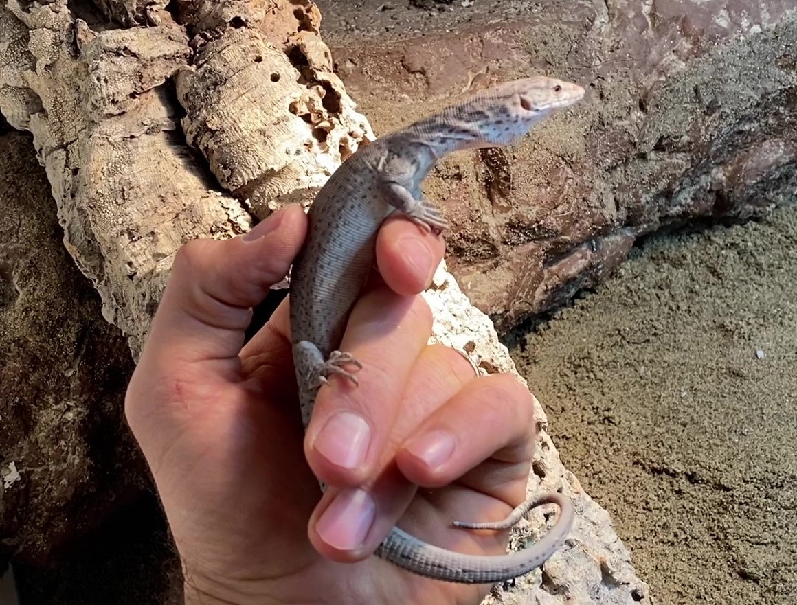 Pygmy Mulga Monitor (Gillen's Monitor) Other Monitor by Underbelly ...