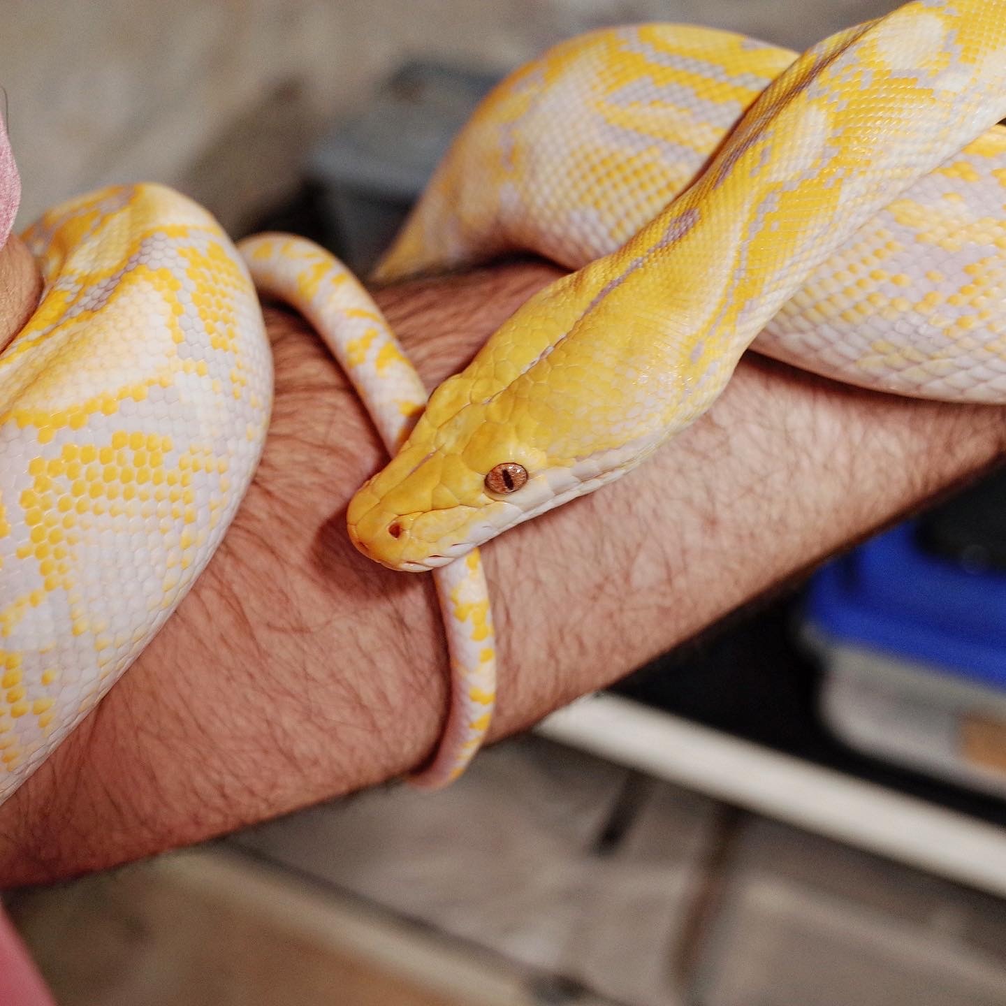 Lavender Albino 25% Super Dwarf 66% Het. Snow Reticulated Python by ...