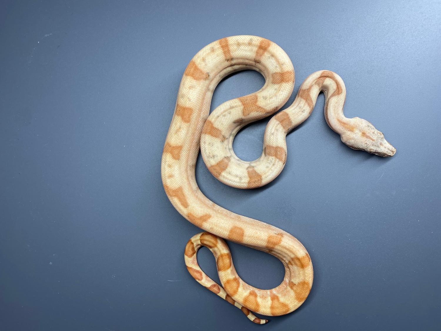 Hypo Sunset Hog Island Boa Boa Constrictor by Underbelly Exotics ...