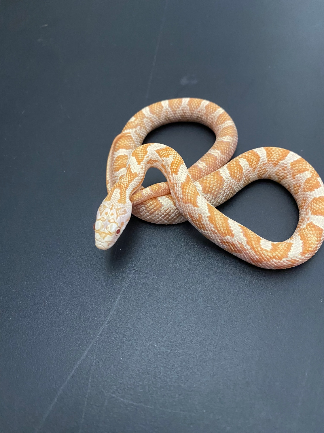 Herm Line Rat Snake Eastern Rat Snake by Underbelly Exotics - MorphMarket