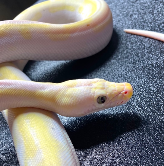 Cow Reticulated Python by Underbelly Exotics