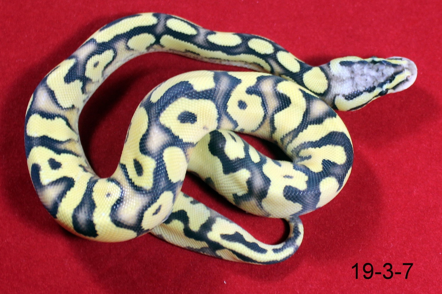 Enchi Firefly 19-3-7 Ball Python by Great Ball Pythons - MorphMarket