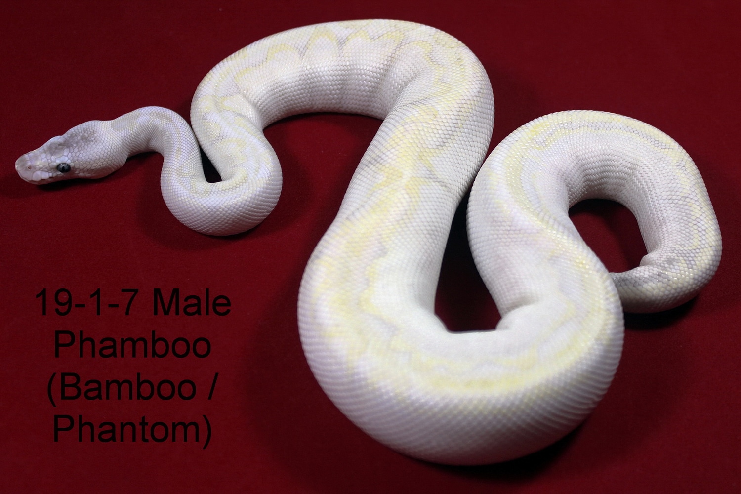 BEL Bamboo-Phantom Ball Python by Great Ball Pythons - MorphMarket