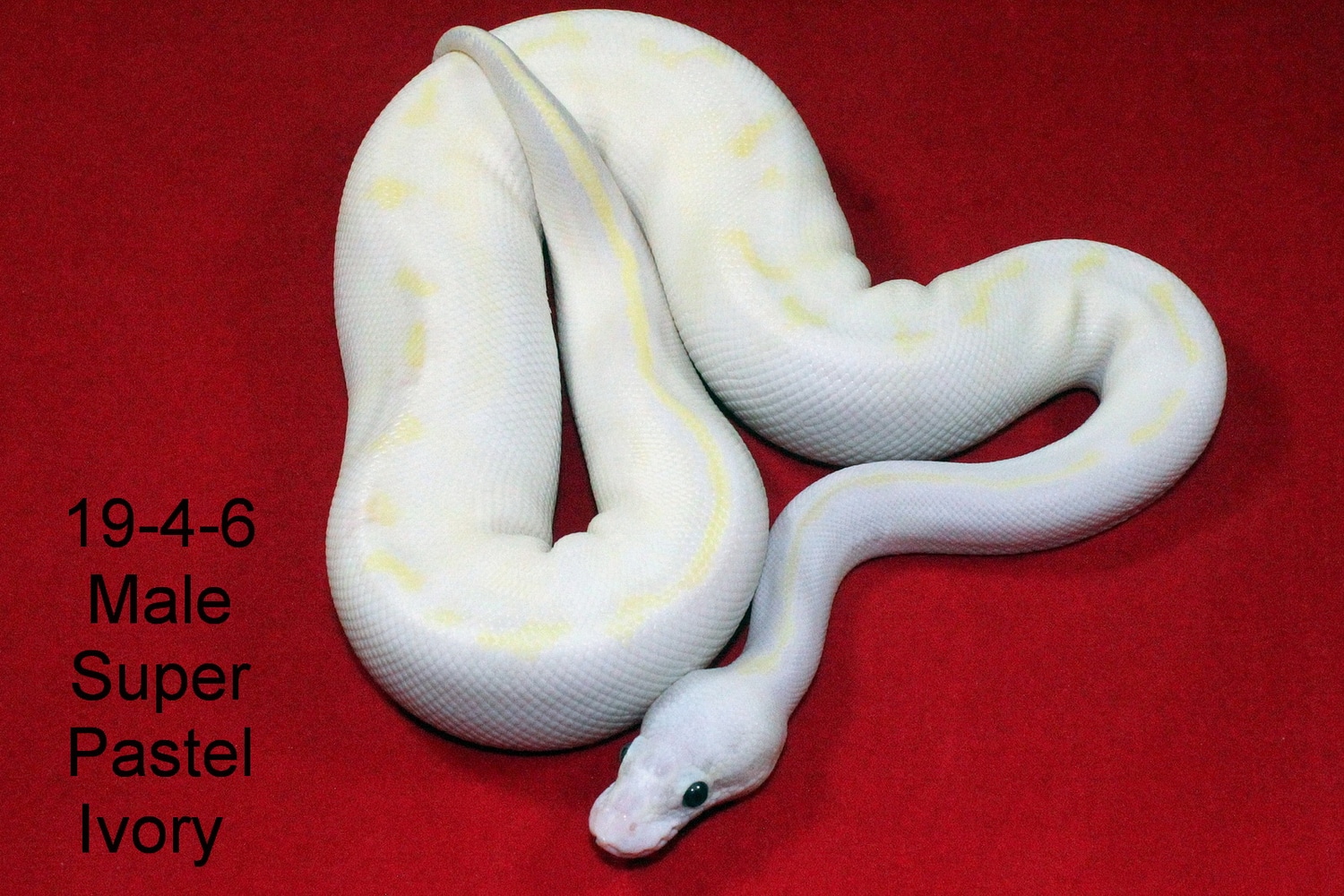 Super Pastel Ivory (Super Yellow Belly) Ball Python by Great Ball ...