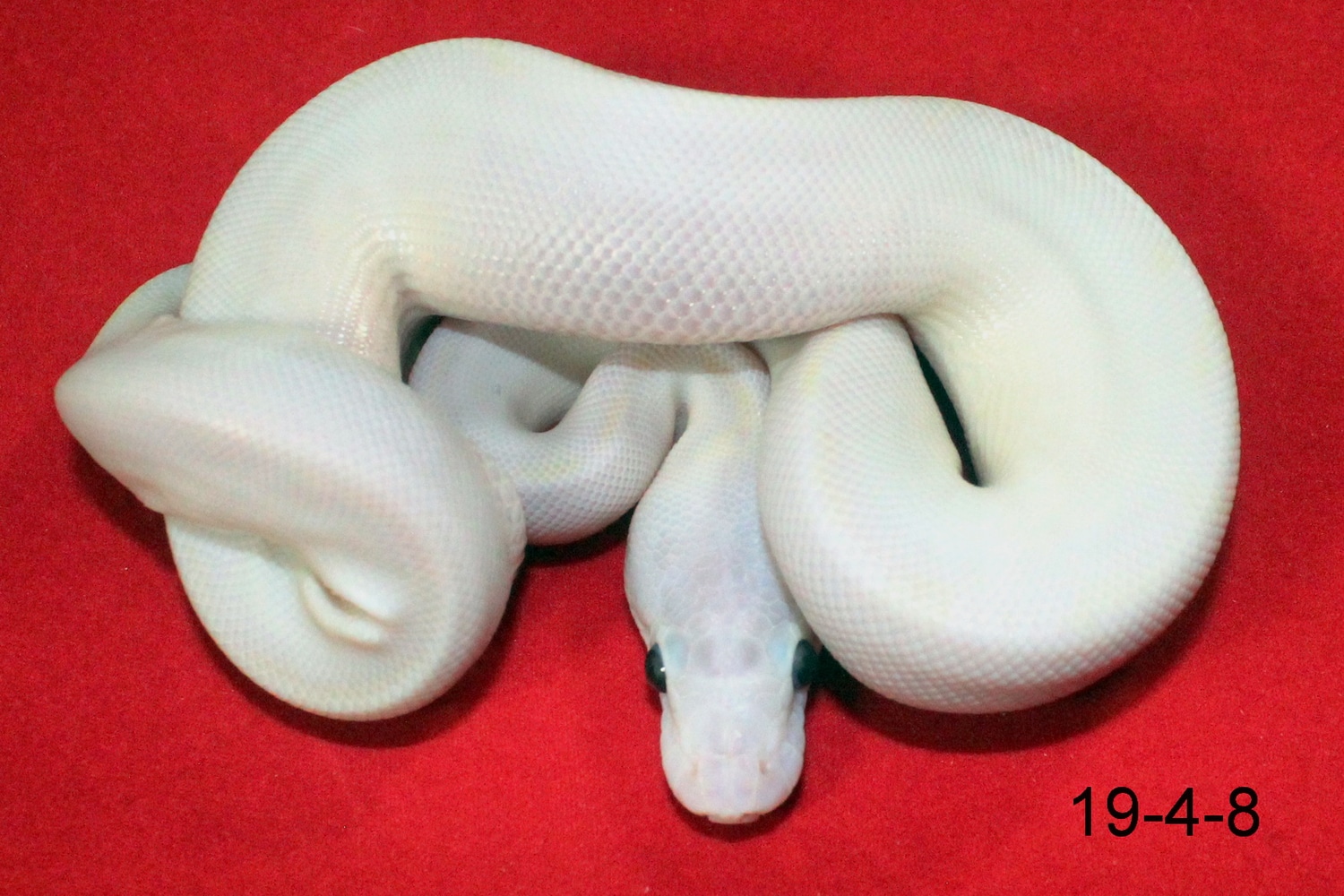 Super Pastel Super Yellow Belly Ball Python by Great Ball Pythons ...