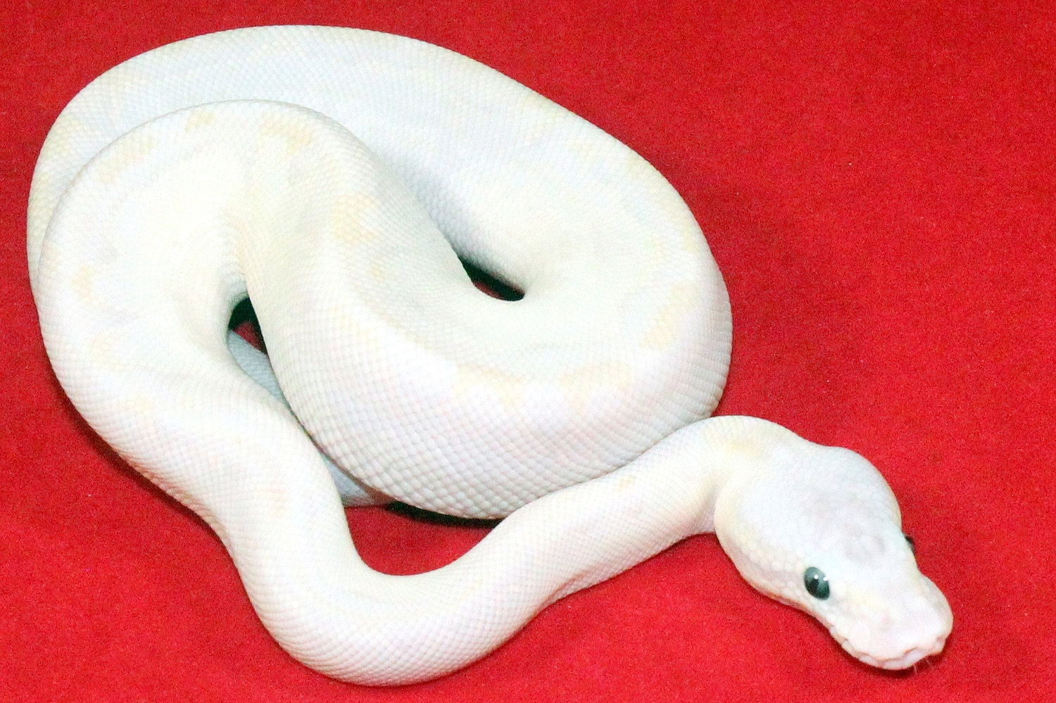 BEL Bamboo Phantom Ball Python by Great Ball Pythons - MorphMarket