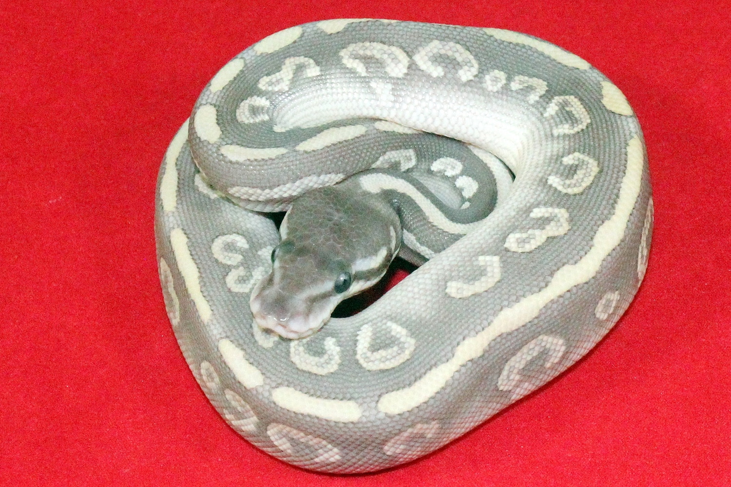 Super Phantom Ball Python by Great Ball Pythons - MorphMarket