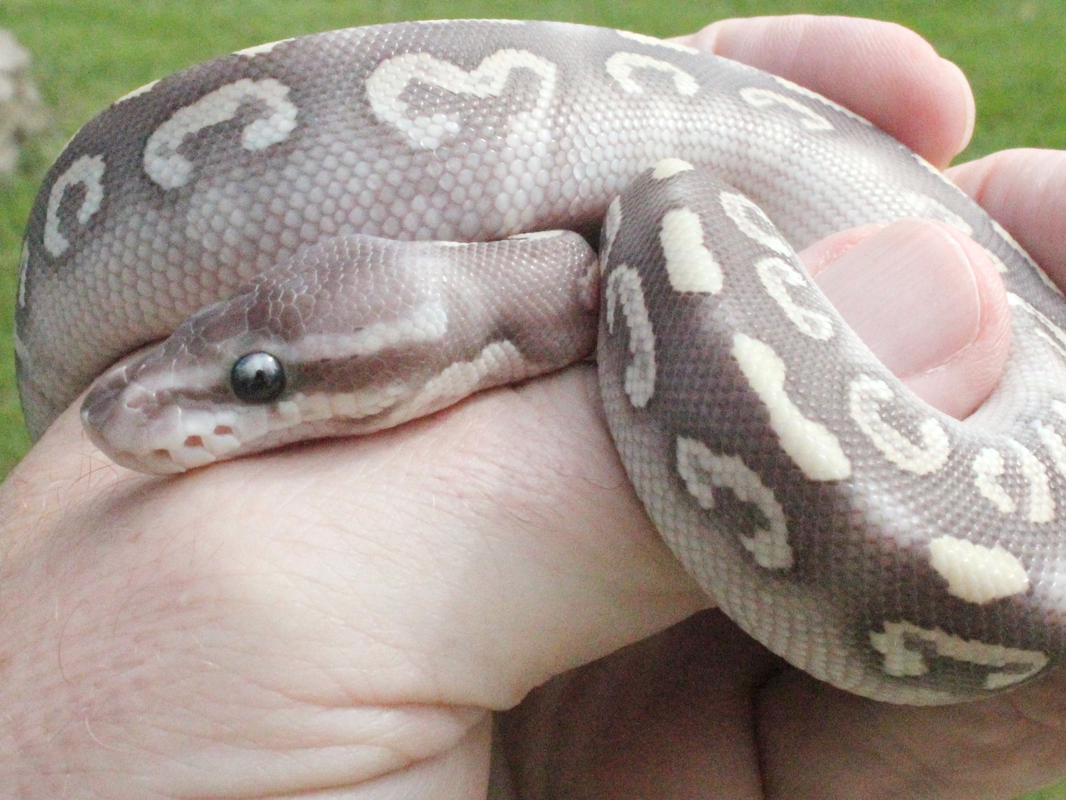 Super Phantom Ball Python by Great Ball Pythons - MorphMarket