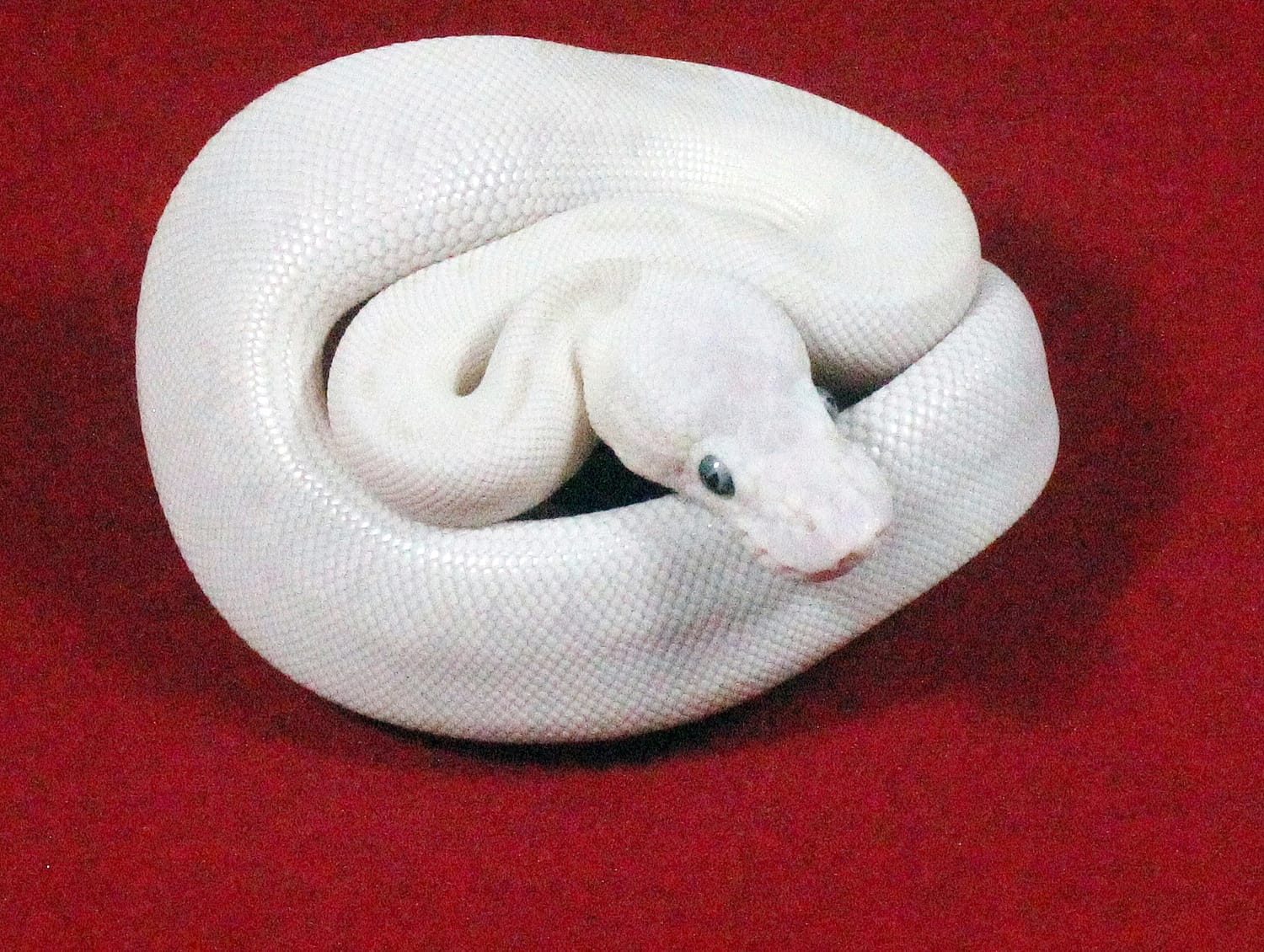 Male BEL Bamboo Mojave Ball Python by Great Ball Pythons - MorphMarket