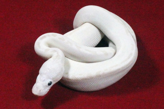 BEL Super Russo White Diamond Ball Python by Great Ball Pythons ...