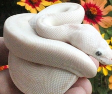 BEL Super Russo White Diamond Ball Python by Great Ball Pythons ...