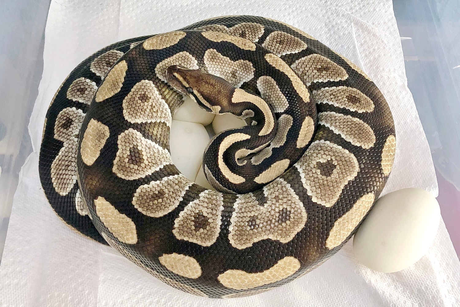 Phantom Ball Python by Great Ball Pythons - MorphMarket