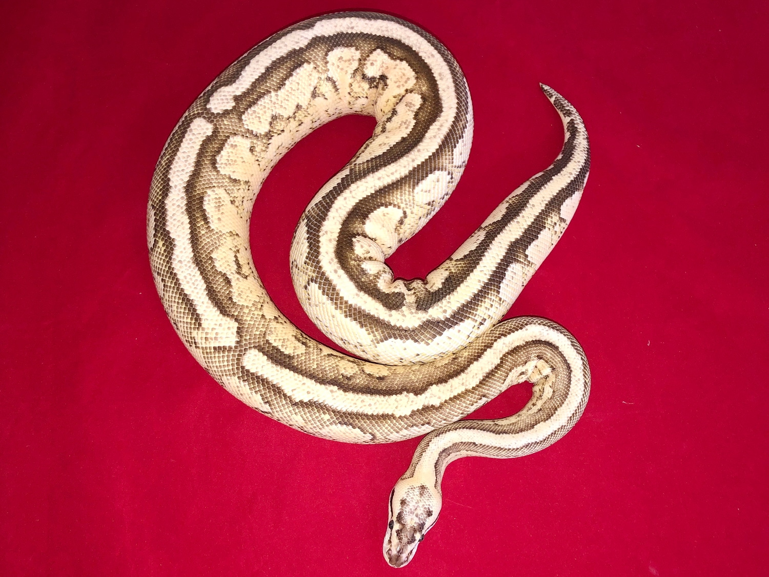 Pastel Superstripe Ball Python by Great Ball Pythons - MorphMarket