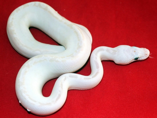 BEL White Diamond (Super Russo) Ball Python by Great Ball Pythons