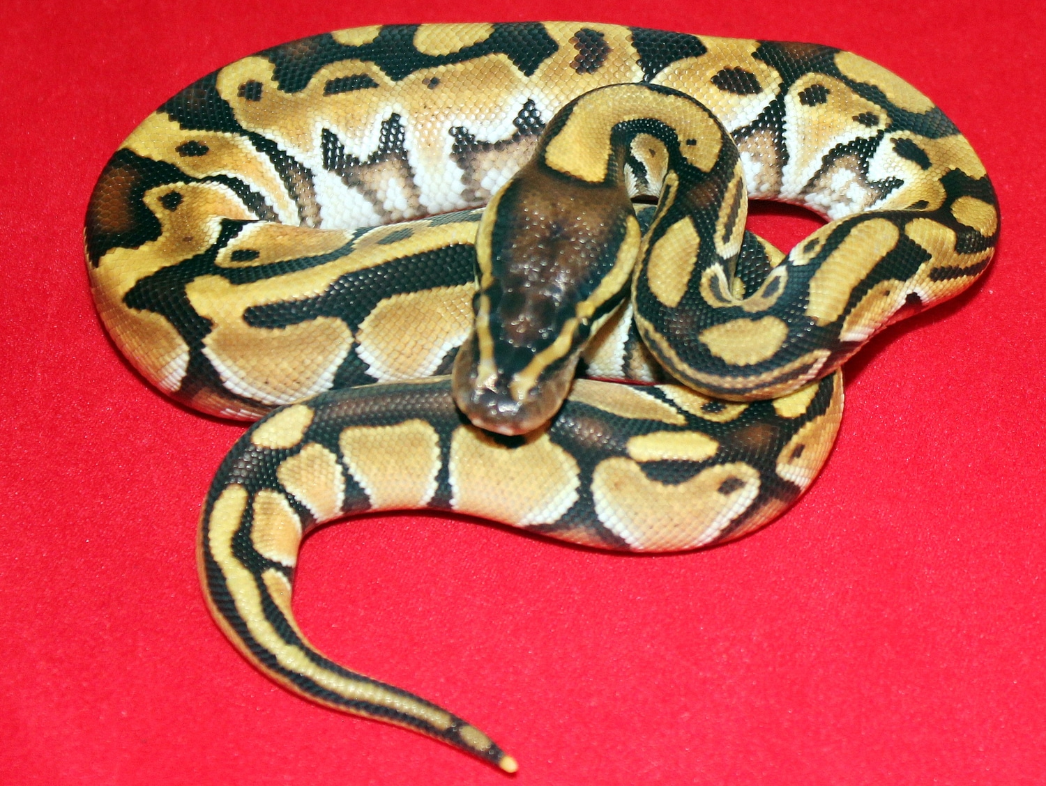 Russo Ball Python by Great Ball Pythons - MorphMarket