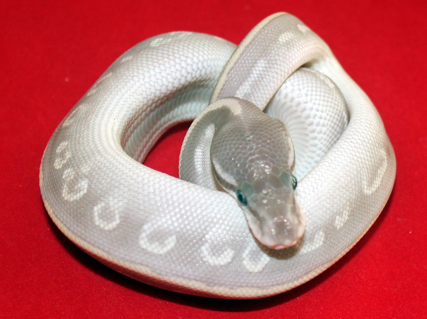 Purple Passion BEL (Mojave Phantom) Ball Python by Great Ball Pythons ...