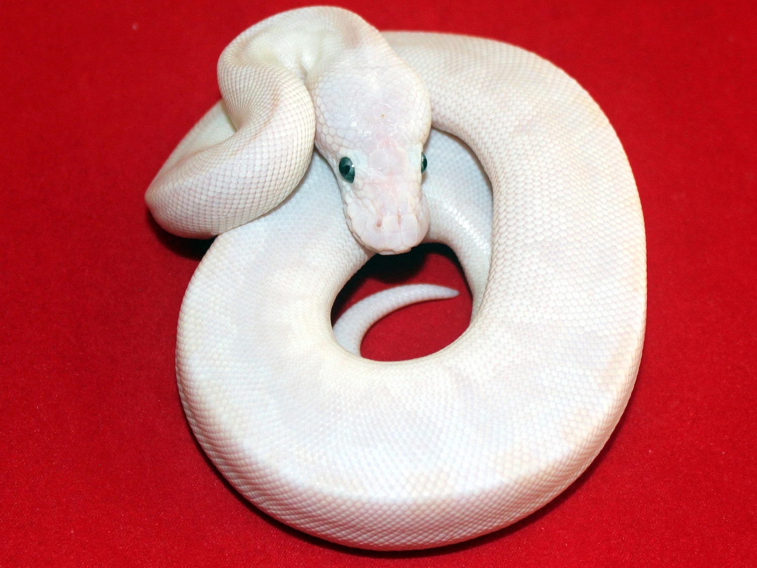 BEL Bamboo Mojave Ball Python by Great Ball Pythons - MorphMarket