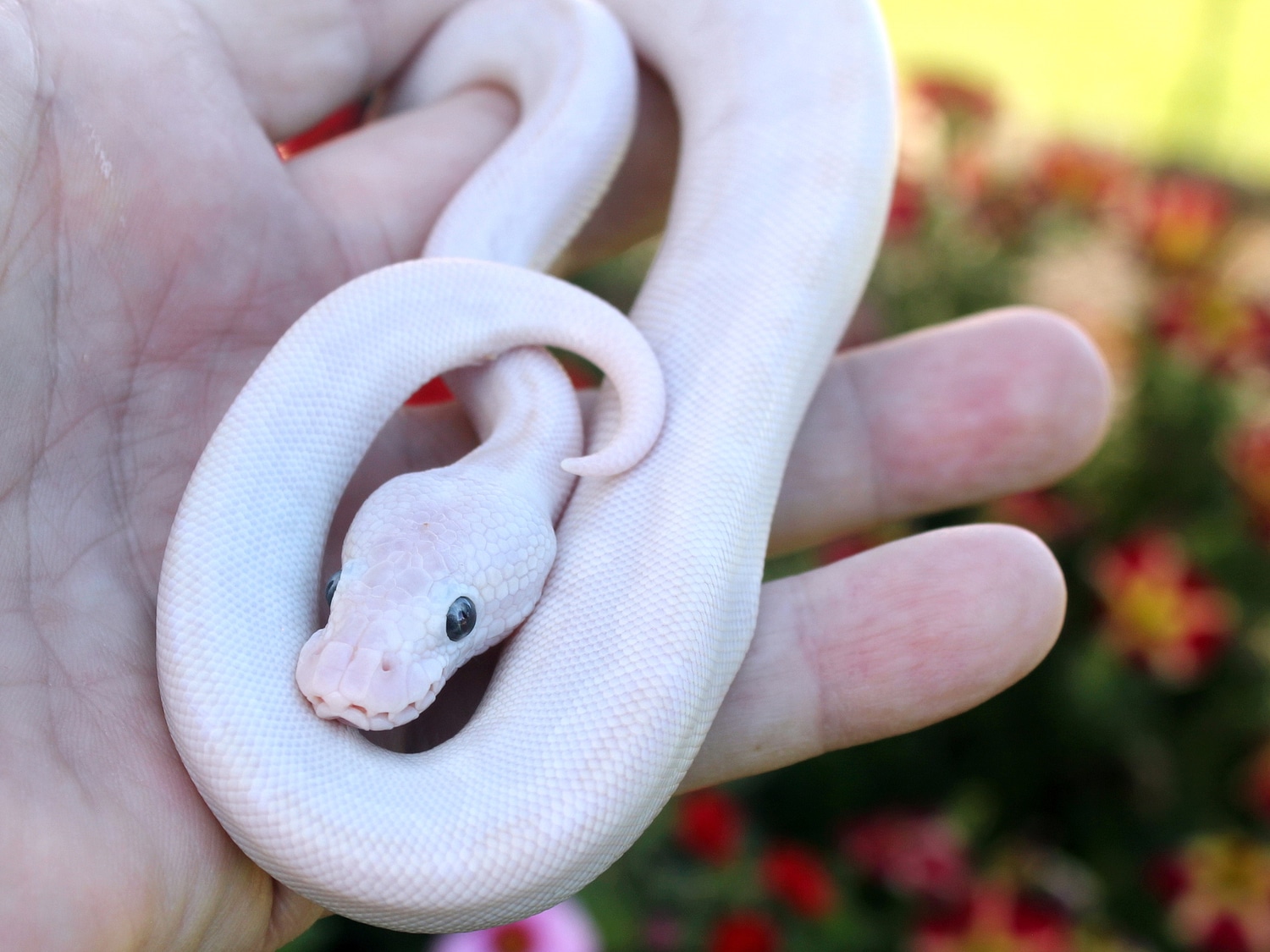 BEL Bamboo Mojave Ball Python by Great Ball Pythons - MorphMarket
