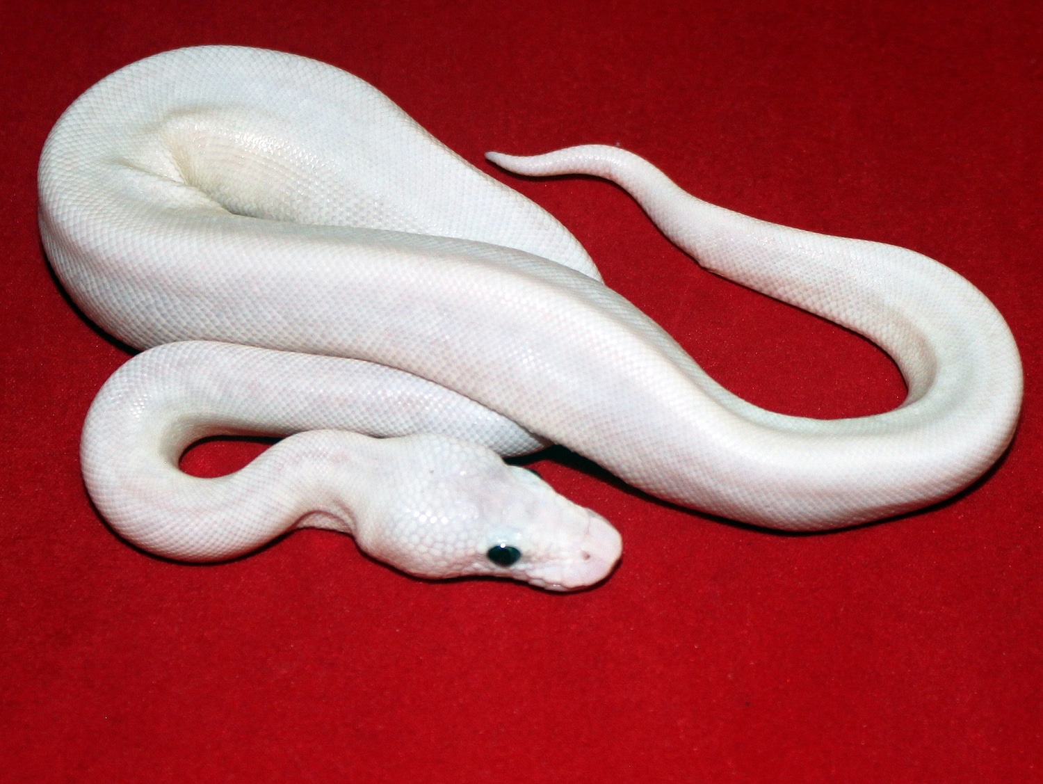BEL Bamboo Lesser Ball Python by Great Ball Pythons - MorphMarket