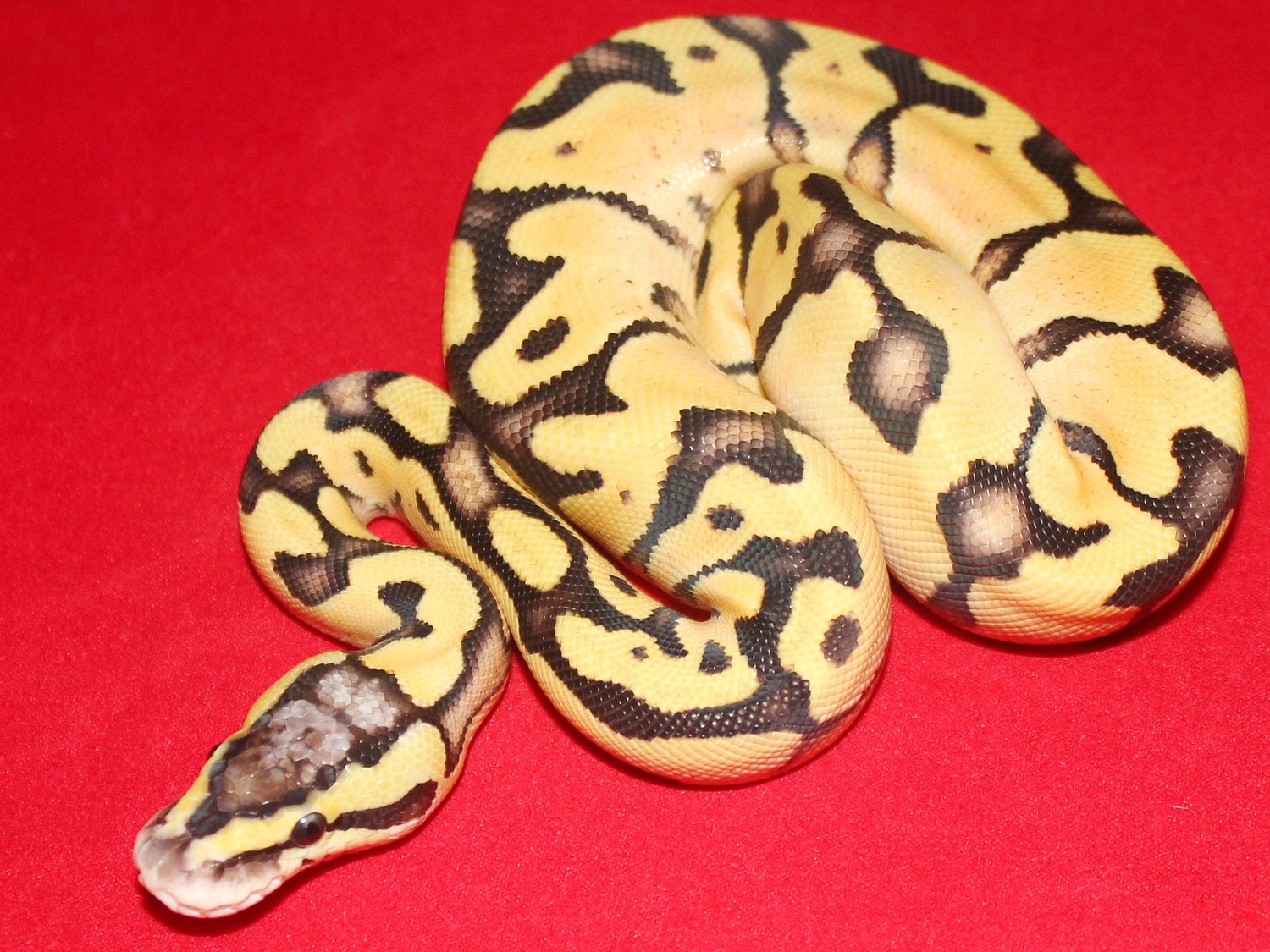 Enchi Firefly Ball Python by Great Ball Pythons - MorphMarket
