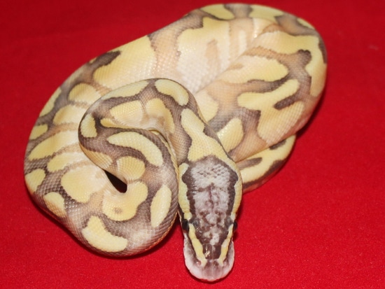 Firefly Lesser Enchi Ball Python by Great Ball Pythons
