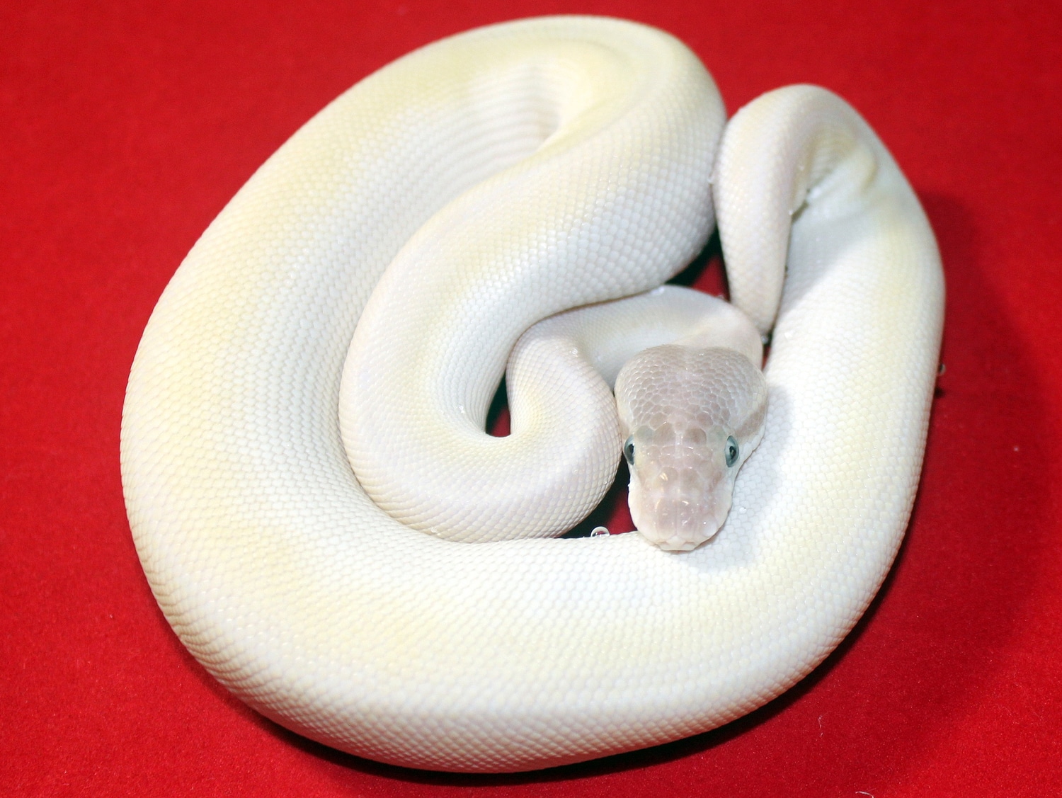 BEL Super Mojave Ball Python by Great Ball Pythons - MorphMarket