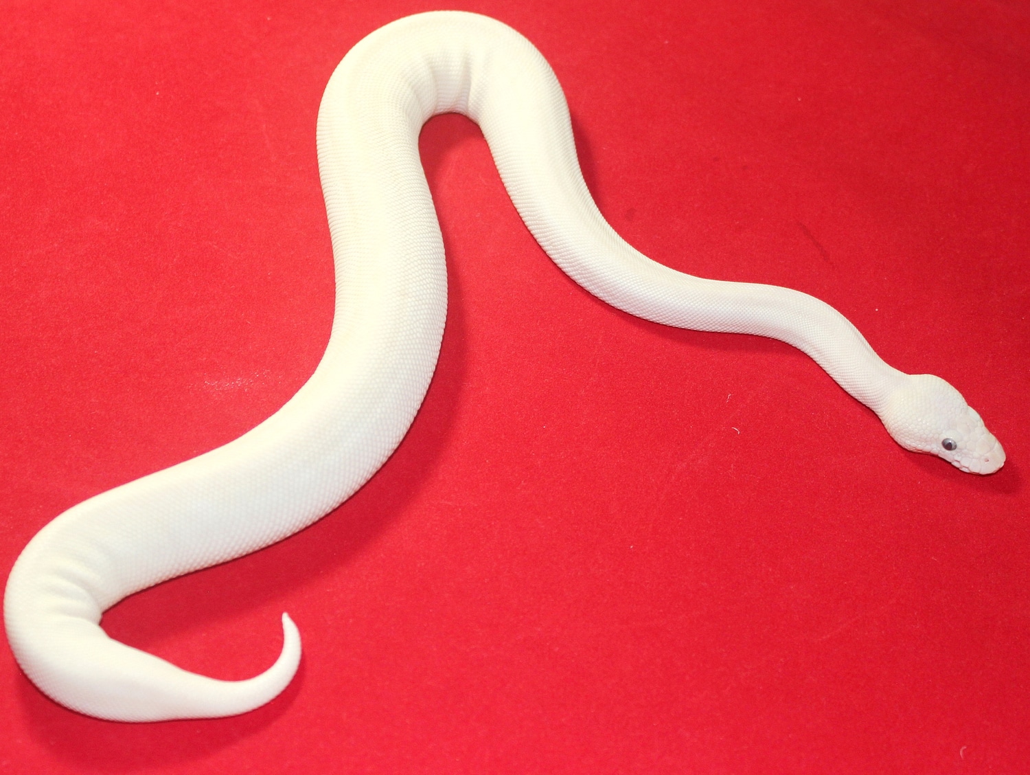 BEL Russo Mojave Ball Python by Great Ball Pythons - MorphMarket