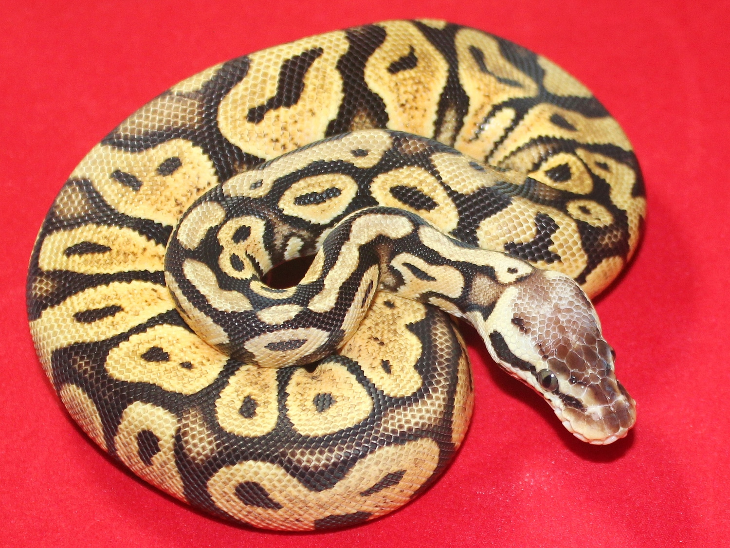 Pastel Asphalt / Yellow Belly Ball Python by Great Ball Pythons ...