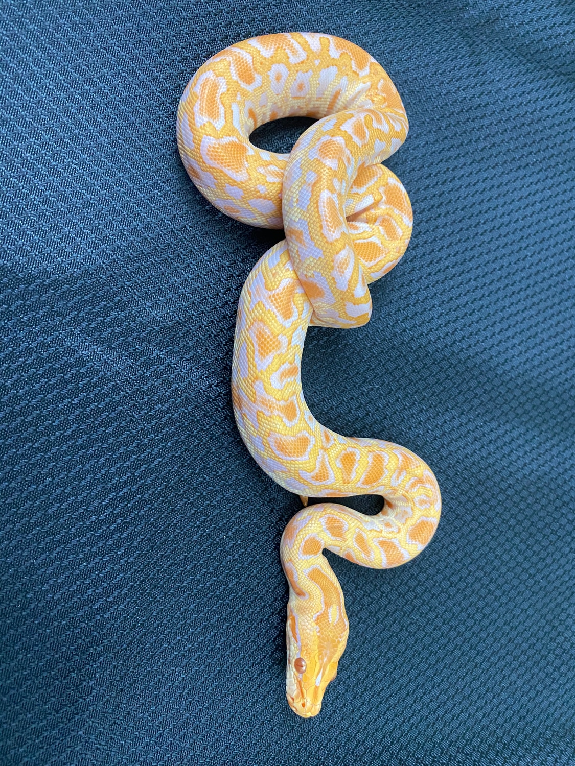 Albino Het Green Granite Burmese Python by Castle Reptiles LLC ...