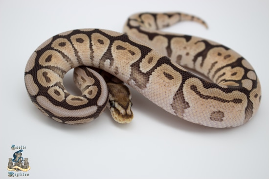 *SHIPPED* Butter Ghost Ball Python by Castle Reptiles LLC