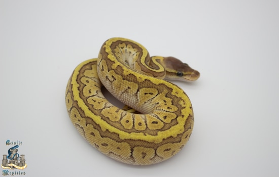 Female Jigsaw Blast Ball Python by Castle Reptiles LLC