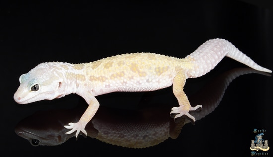 Murphy Patternless Leopard Gecko by Castle Reptiles LLC